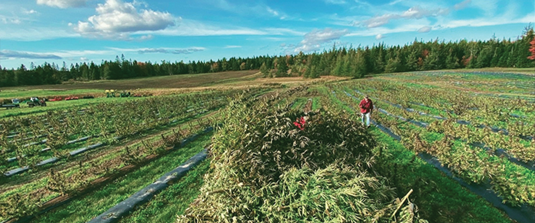 Read Our Hemp Harvest Update 2020 – Schoppee Farm
